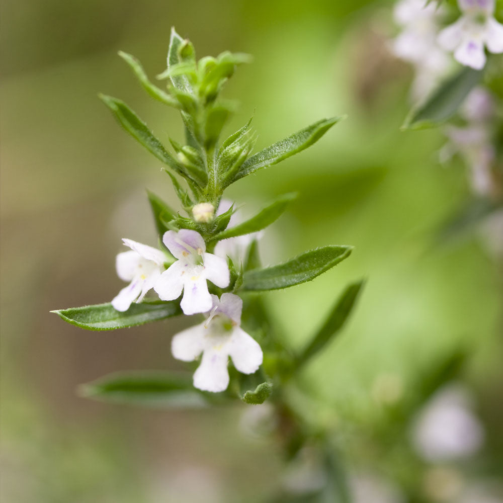 Huile Essentielle de Sarriette des montagnes | Propriétés et ...